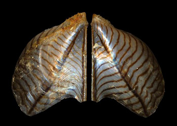 珍珠贝目 Pterioida 蓝色动物学（中国动物学科普）